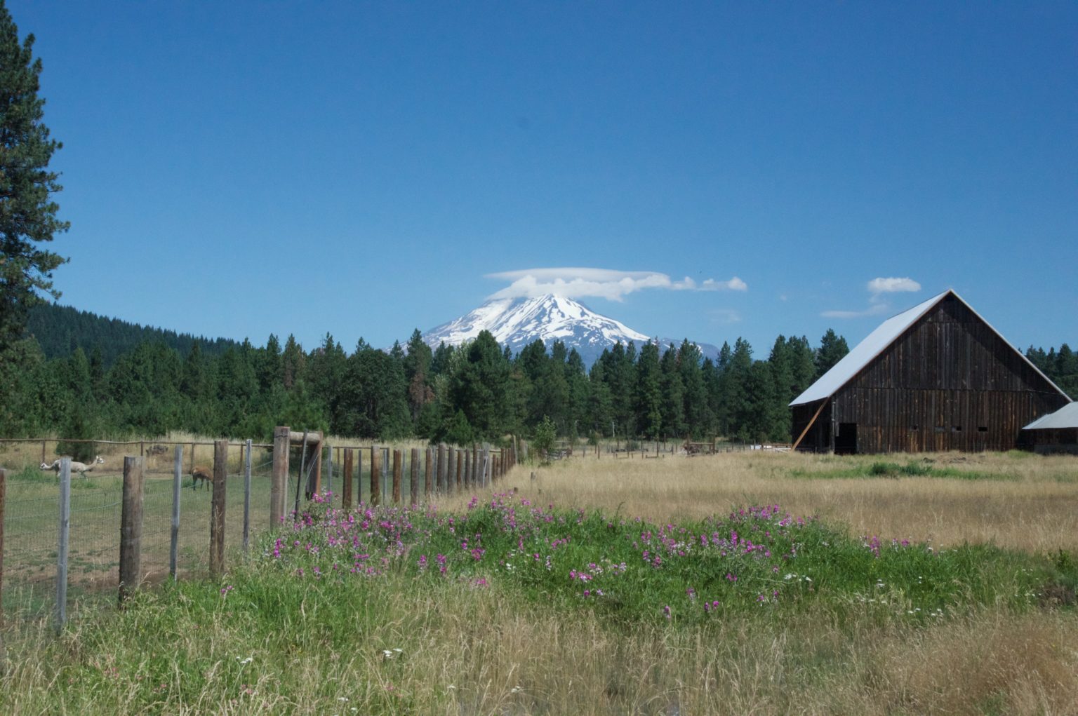 About | Mt. Adams Institute